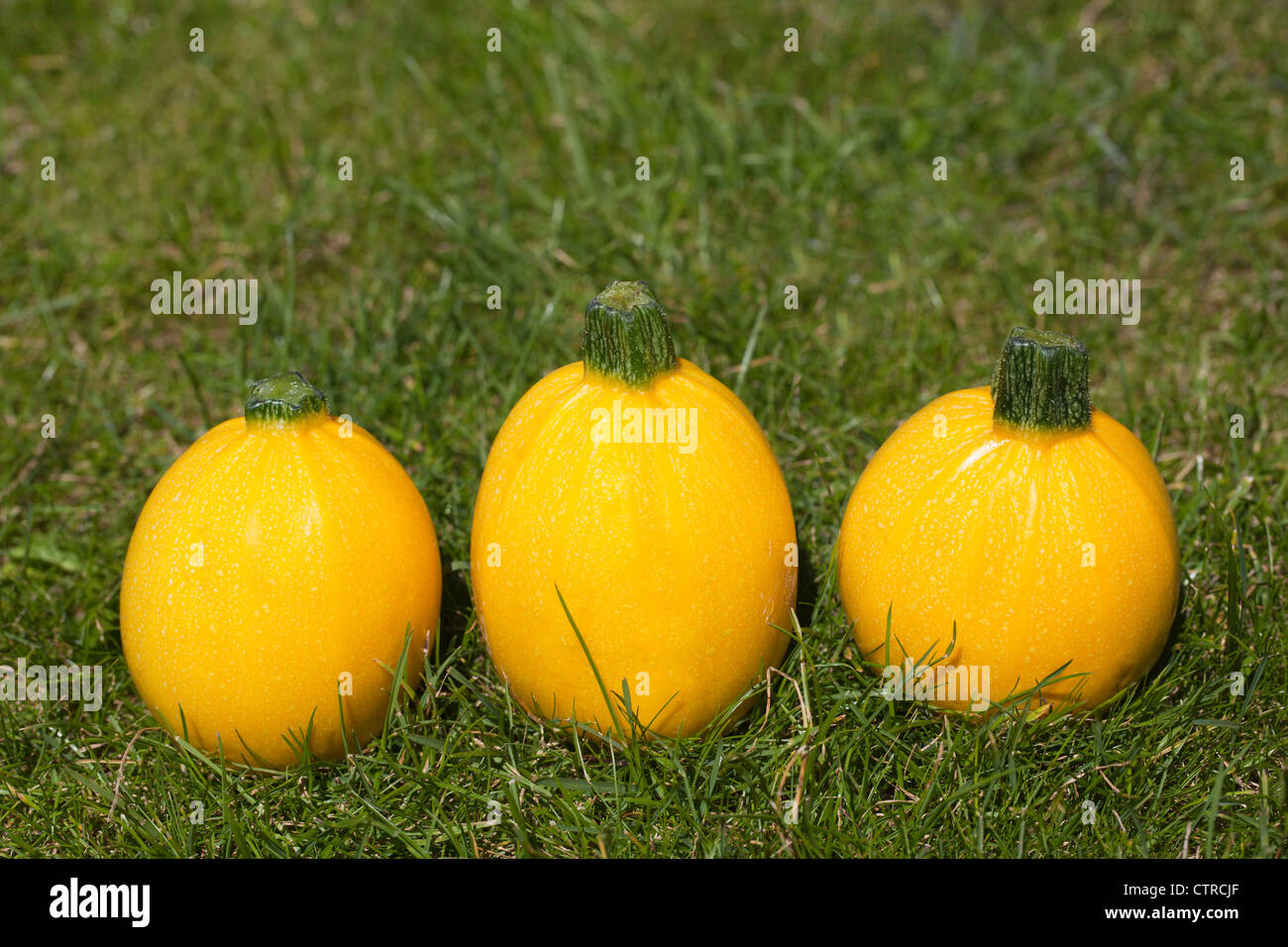 Yellow Round Courgettes Stock Photo - Alamy