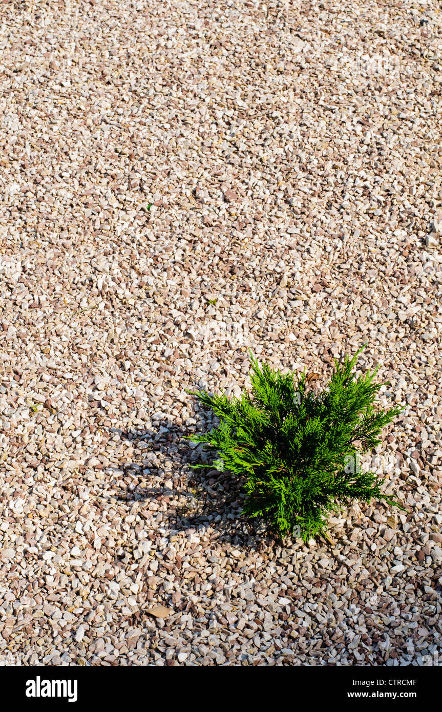 High resolution gravel texture small hi-res stock photography and ...