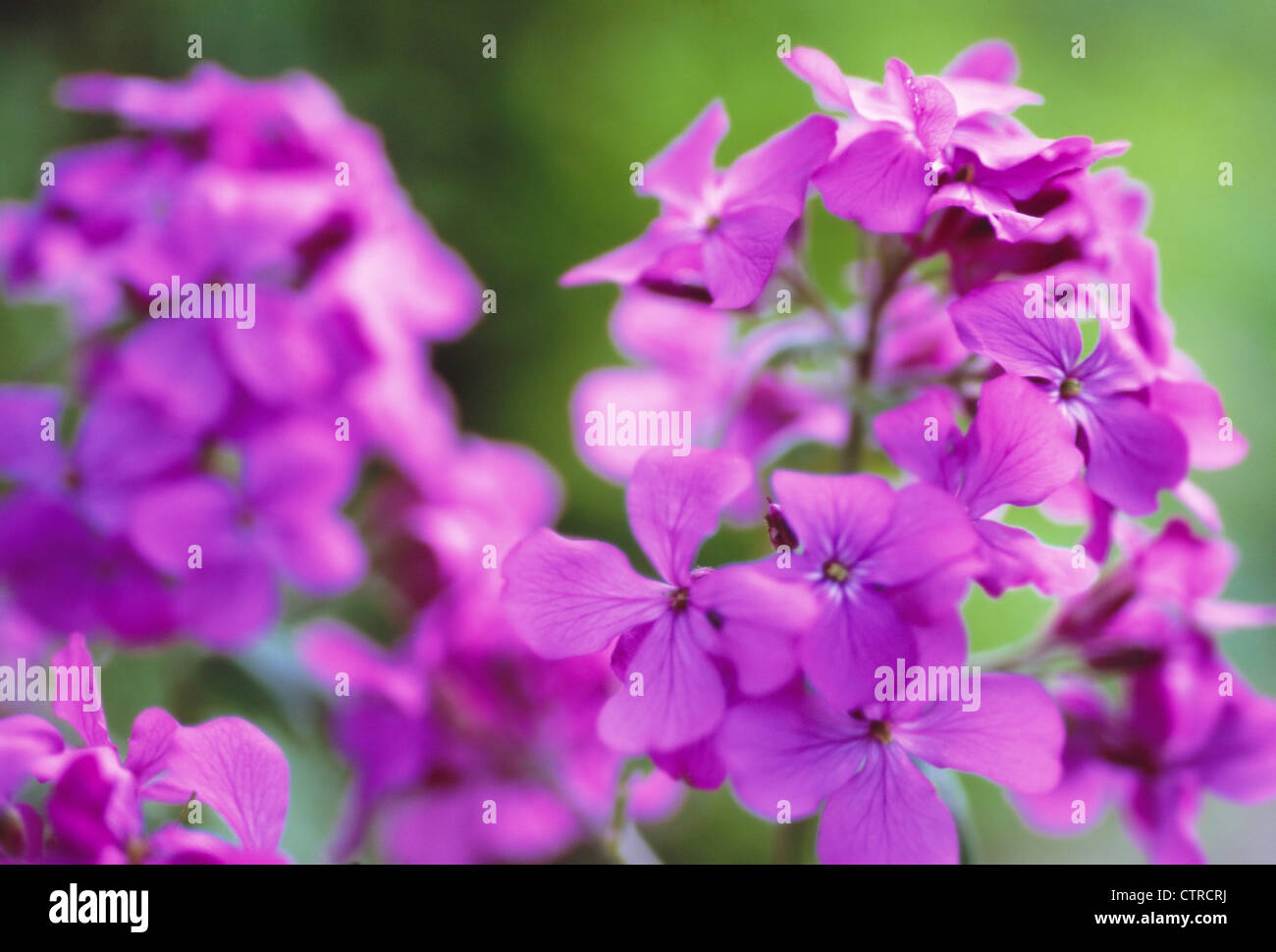 Lunaria annua, Honesty, Pink Stock Photo - Alamy