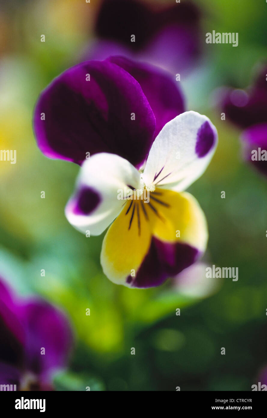 Viola tricolor, Heartsease, Mixed colours Stock Photo - Alamy