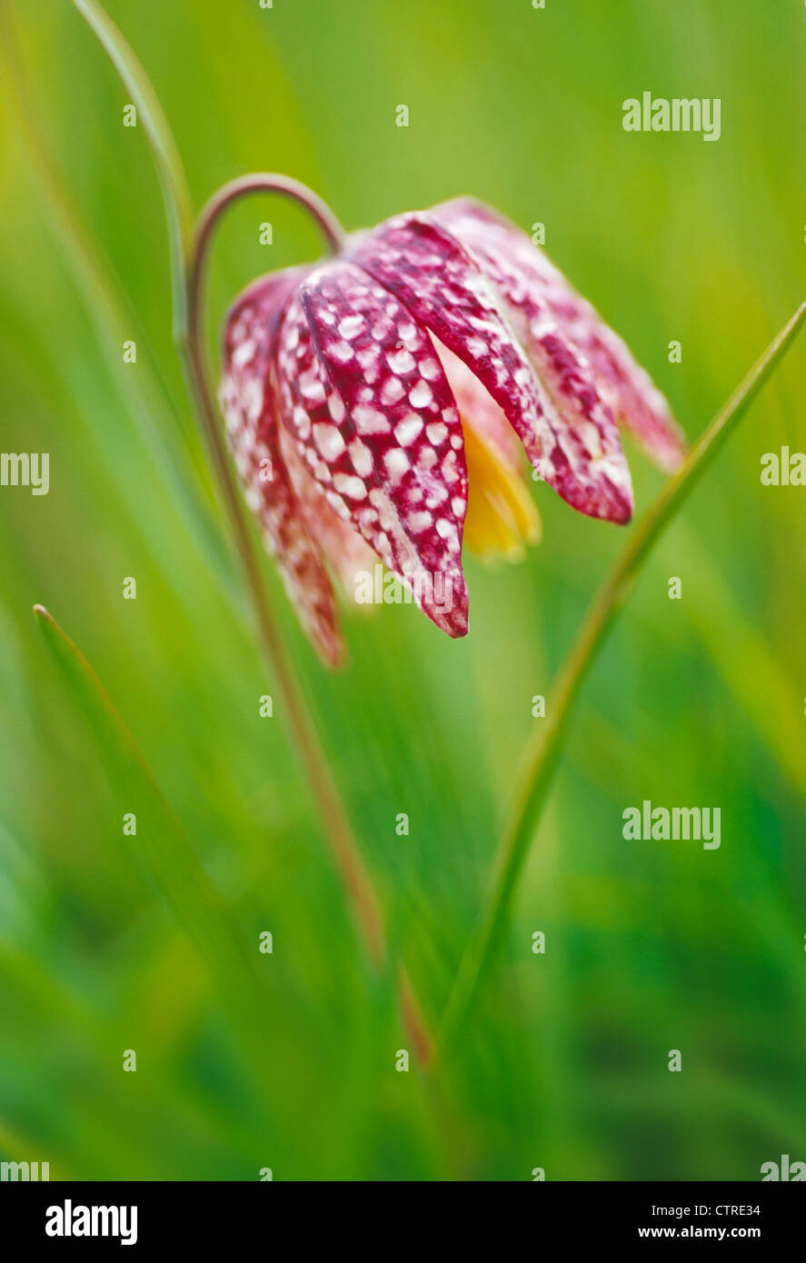Fritillaria meleagris, Fritillary, Snake's head fritillary, Purple ...