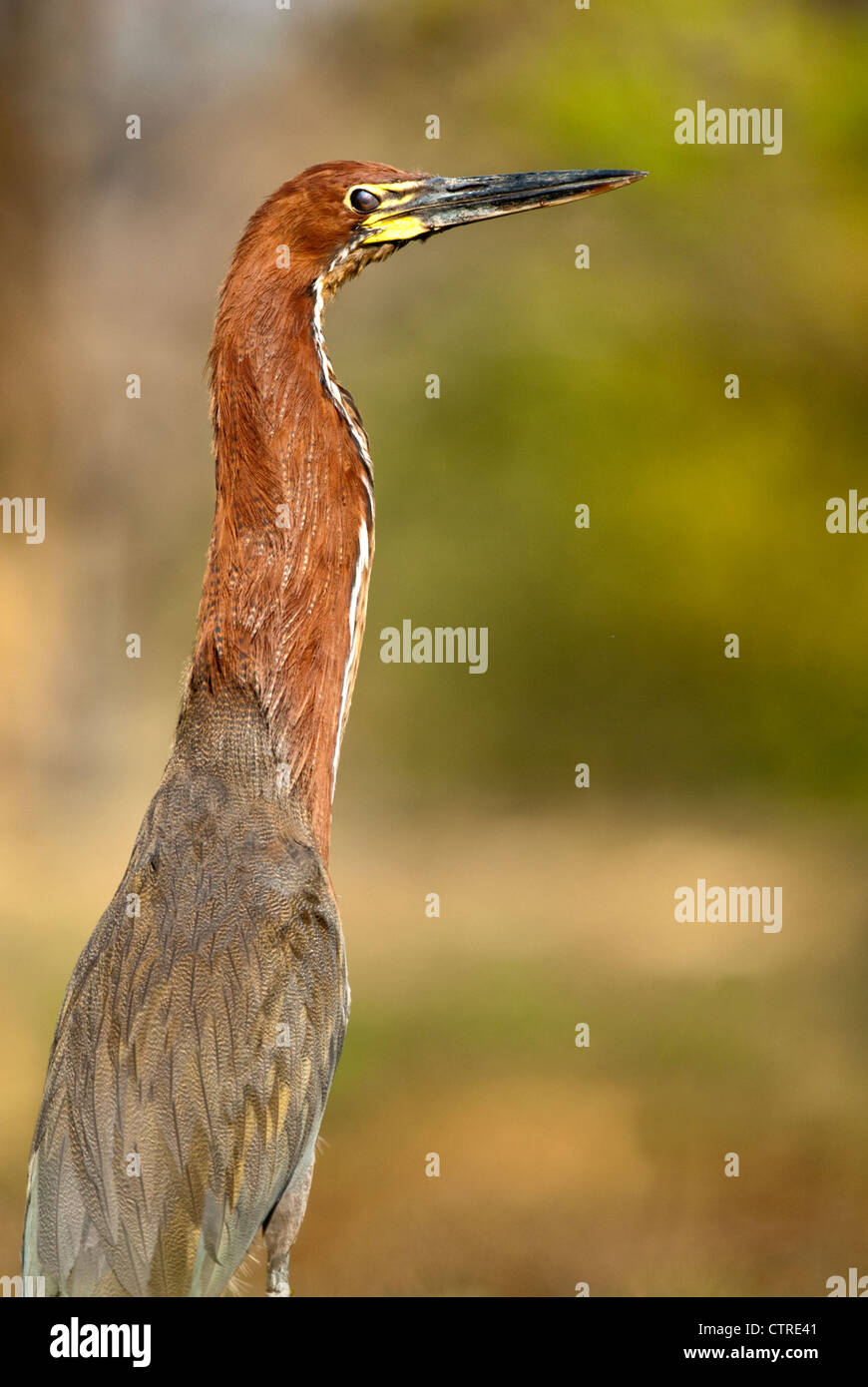 Rufescent tiger heron tigrisoma lineatum Stock Photo - Alamy