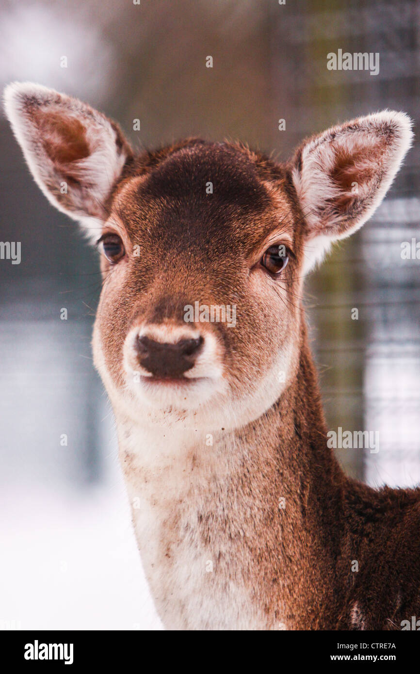 Head of roe deer hi-res stock photography and images - Alamy