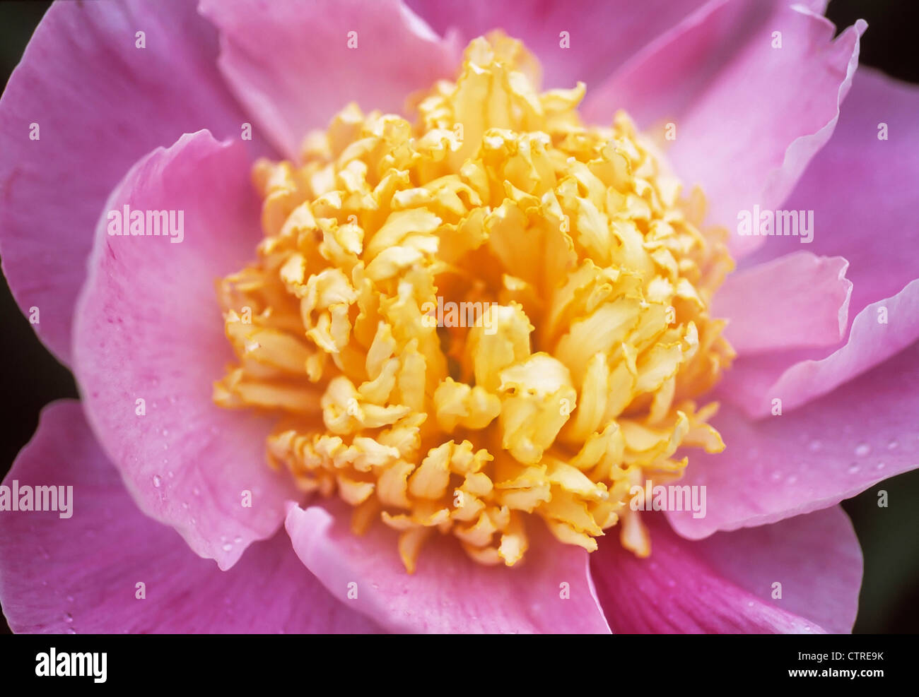 Paeonia 'Globe of Light', Peony, Pink Stock Photo - Alamy