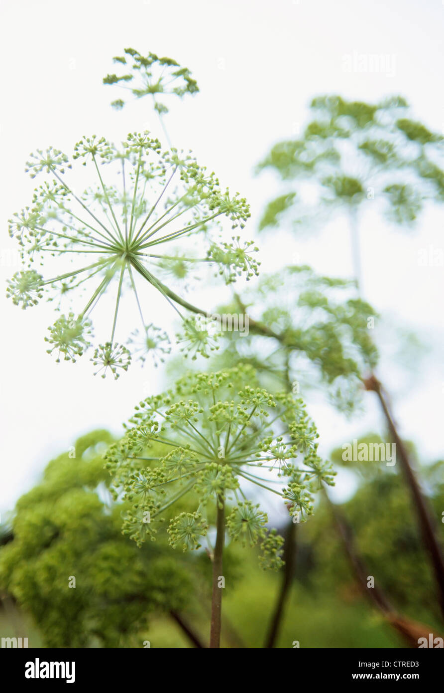Angelica archangelica, Angelica, Green Stock Photo - Alamy