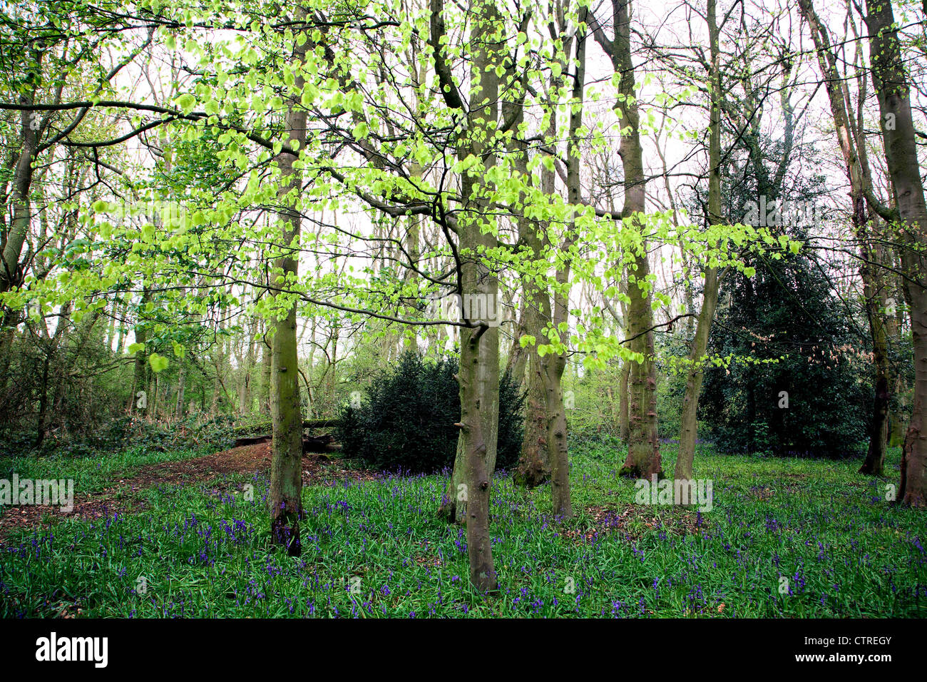 Cawston hi-res stock photography and images - Alamy