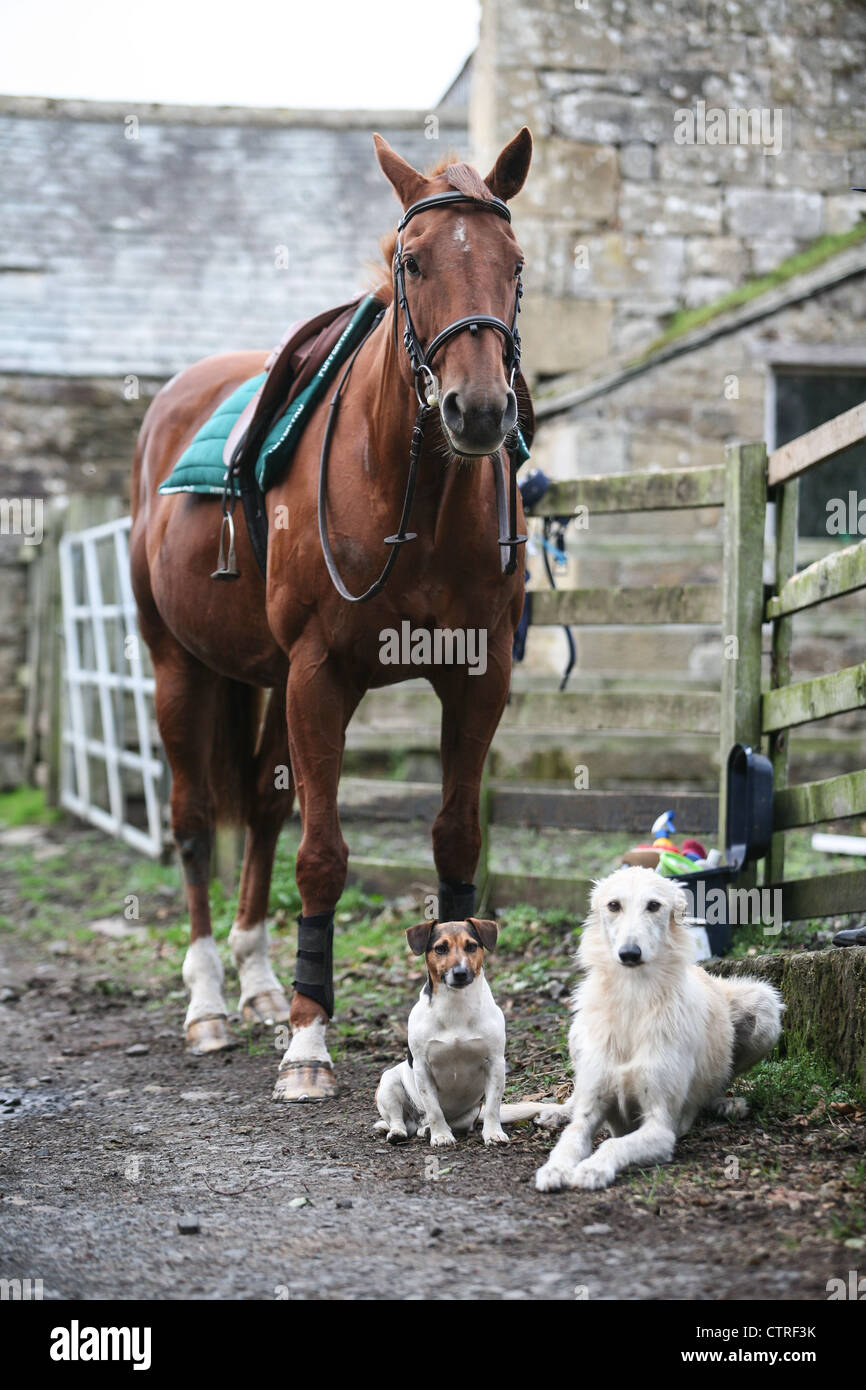 Hoses waiting with 2 dogs sitting by the feet of the horse Stock Photo ...