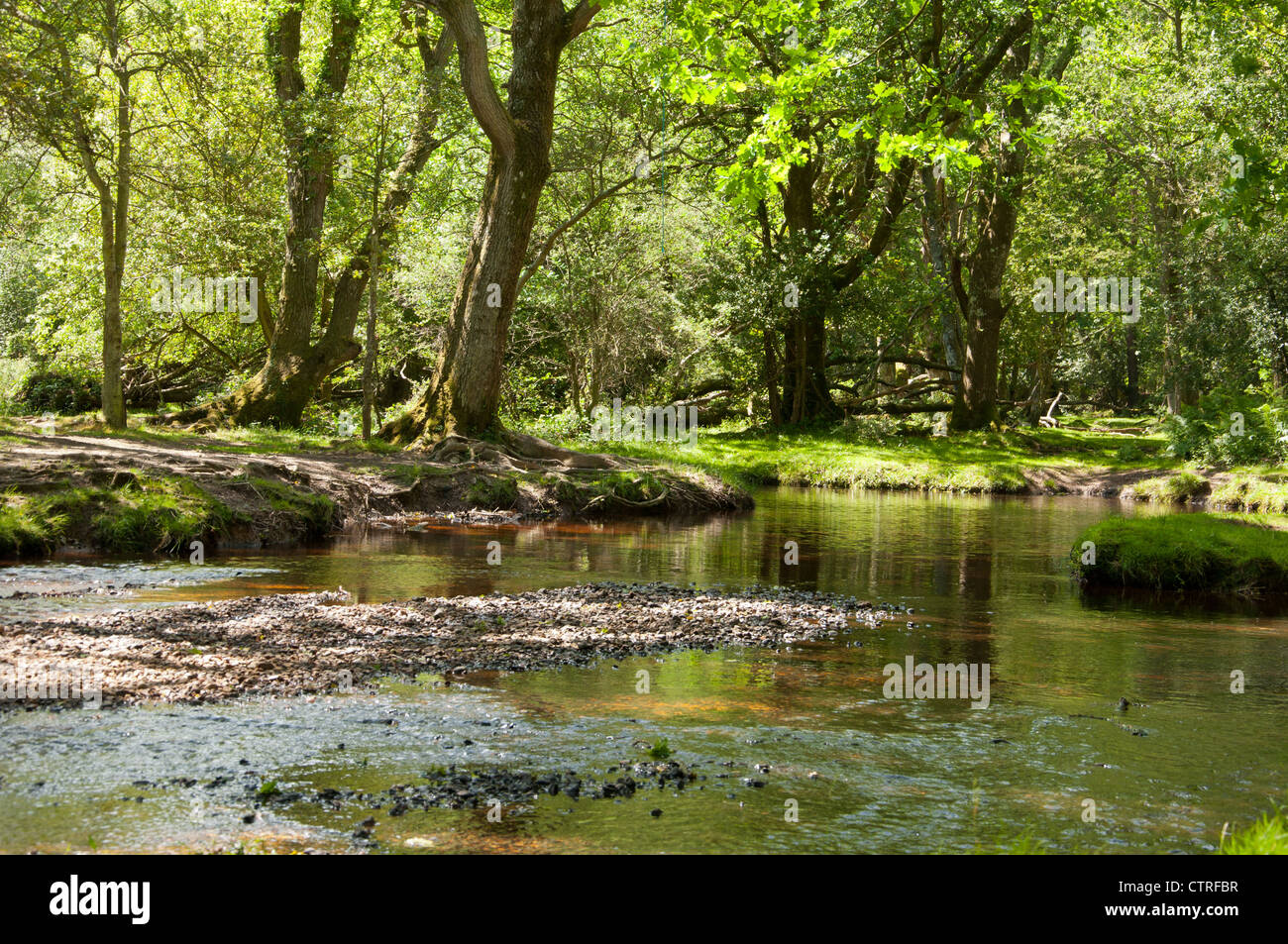 A Stream flowing through the New Forest Stock Photo - Alamy