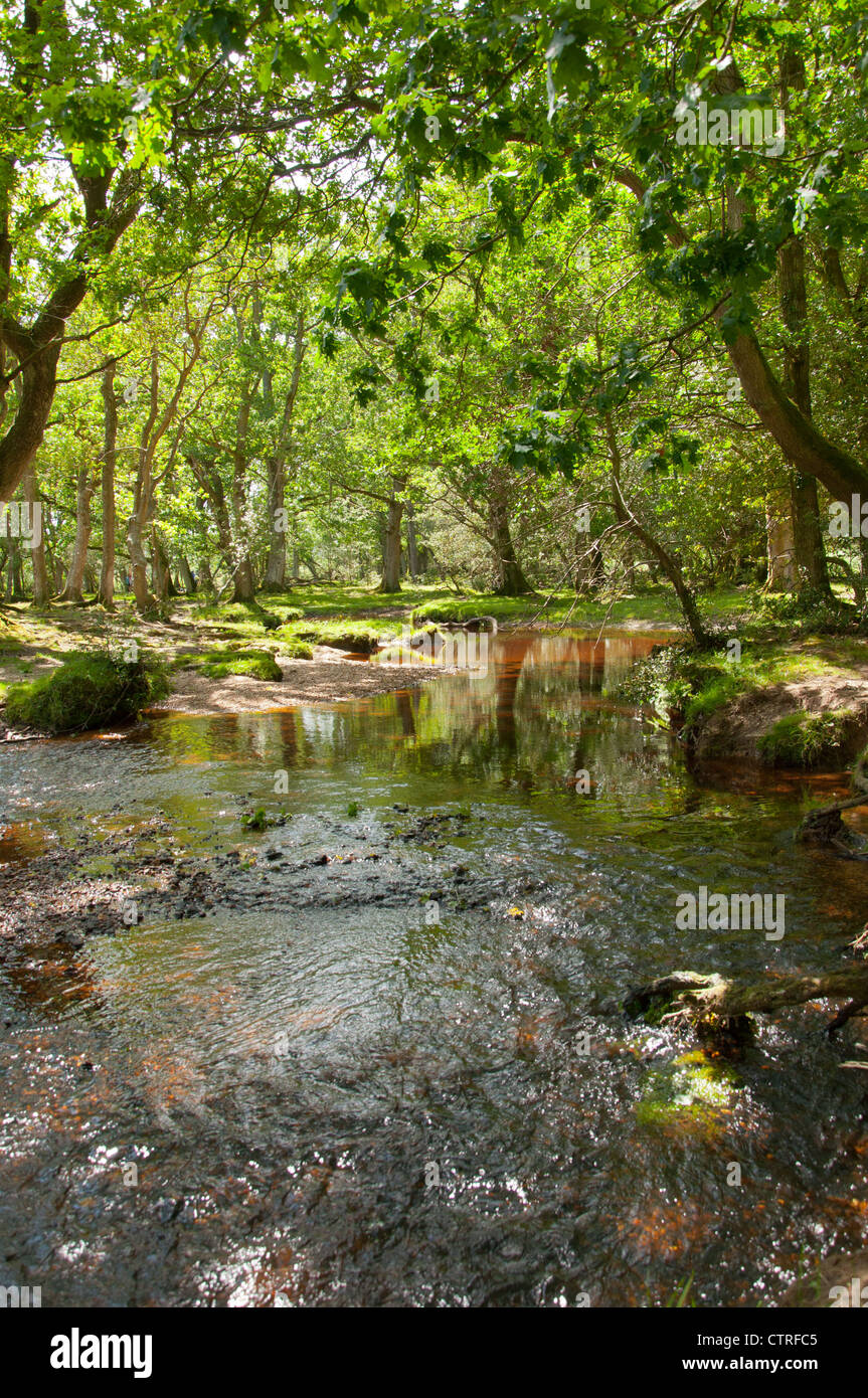 A Stream flowing through the New Forest Stock Photo - Alamy