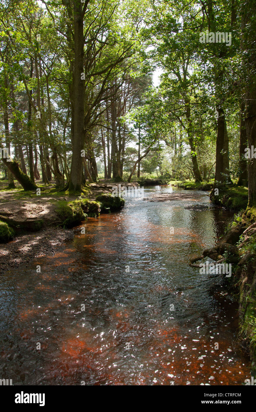A Stream flowing through the New Forest Stock Photo - Alamy