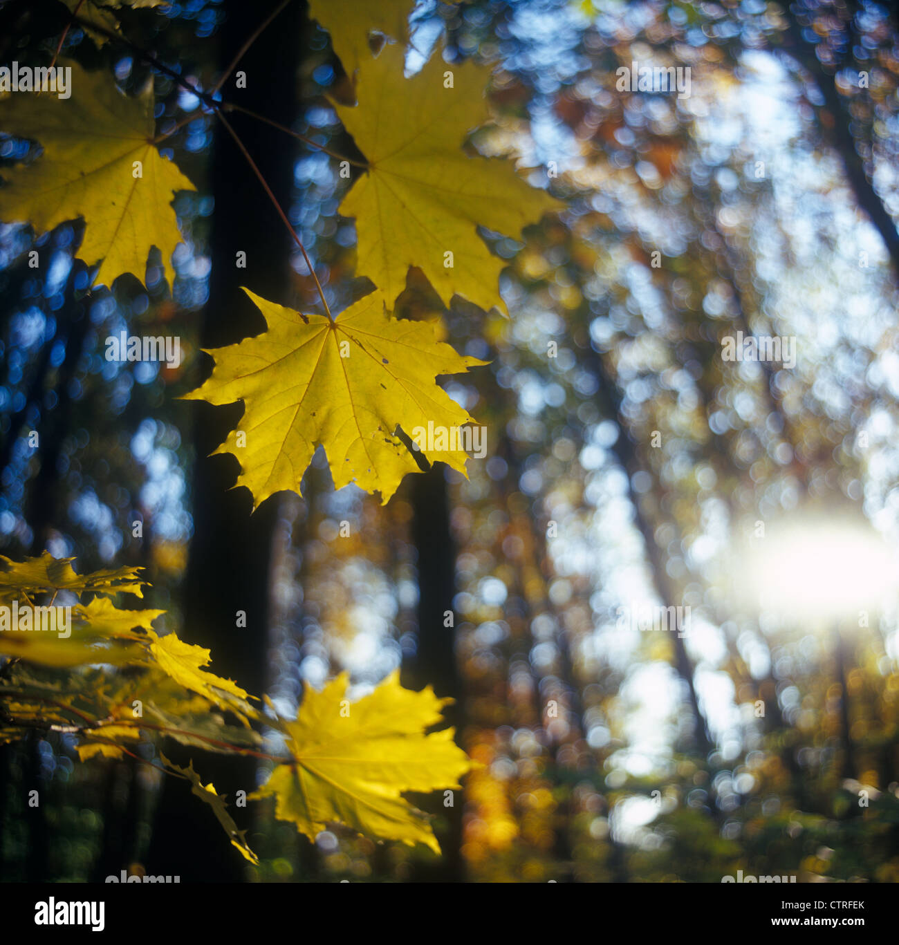 Falling Autumn Leaves Close Up Stock Photos & Falling Autumn Leaves ...