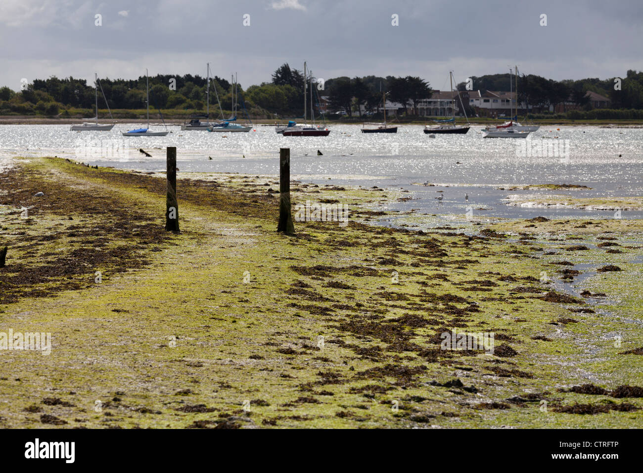 mooring posts exposed by low tide at Langston harbour Stock Photo - Alamy