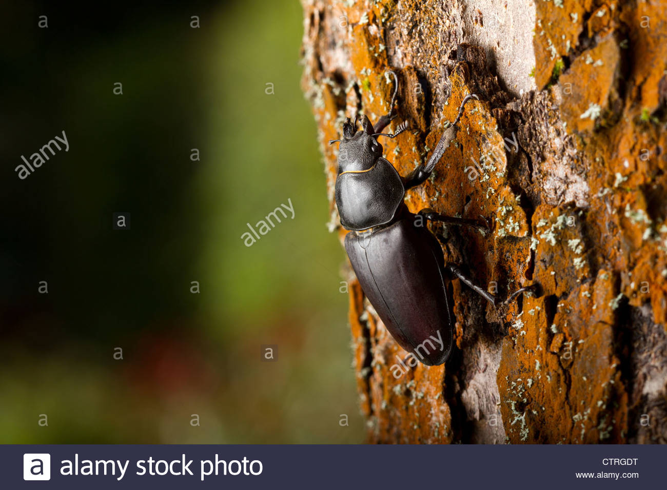 Stag Beetle Uk Stock Photos & Stag Beetle Uk Stock Images - Alamy