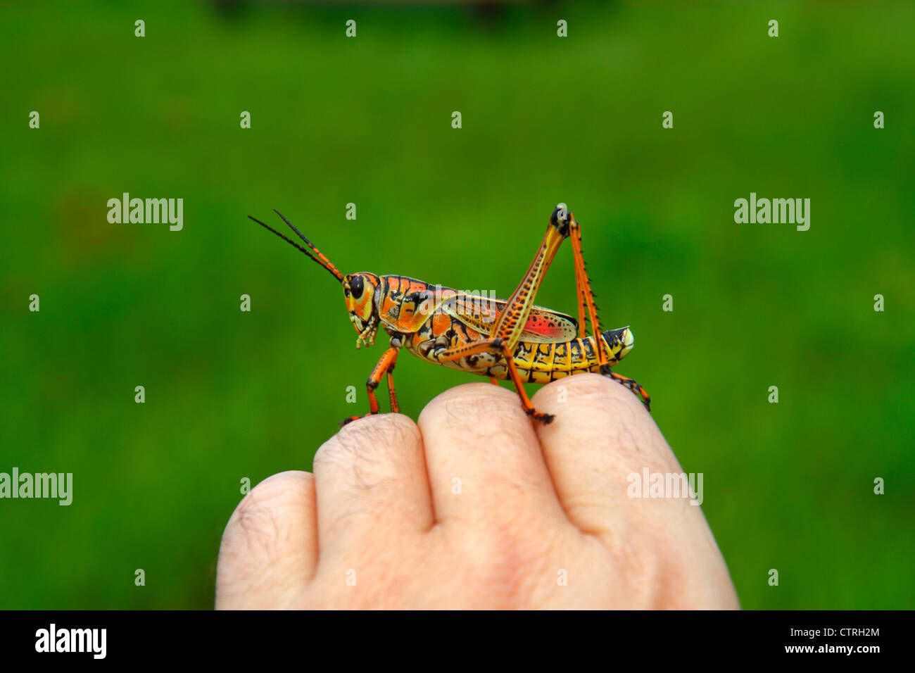 Eastern Lubber Grasshopper Everglades Florida High Resolution Stock ...