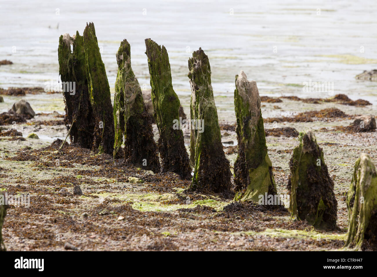 Wooden groyns hi-res stock photography and images - Alamy