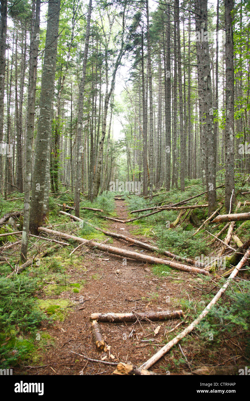 Pemigewasset Wilderness White Mountain National Forest, New Hampshire ...