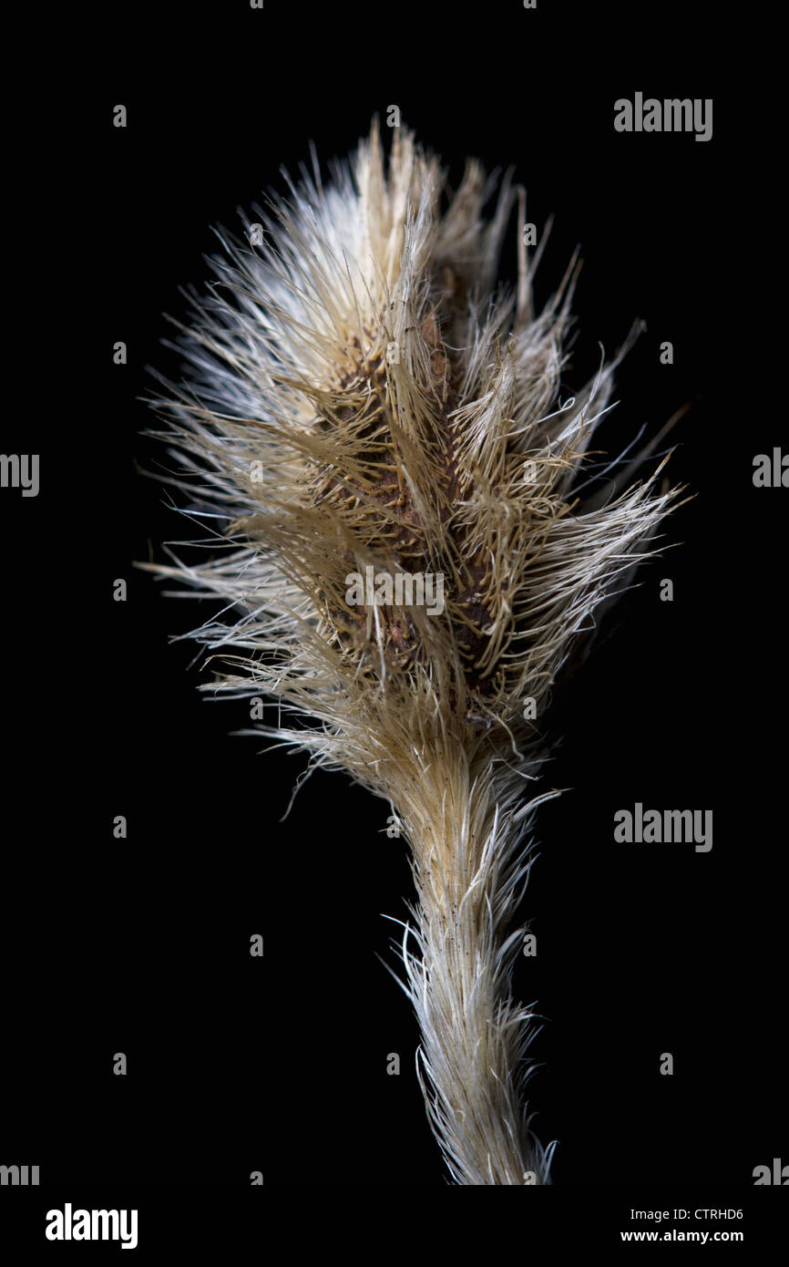 Papaver orientale, Poppy, Oriental poppy, Brown, Black Stock Photo - Alamy