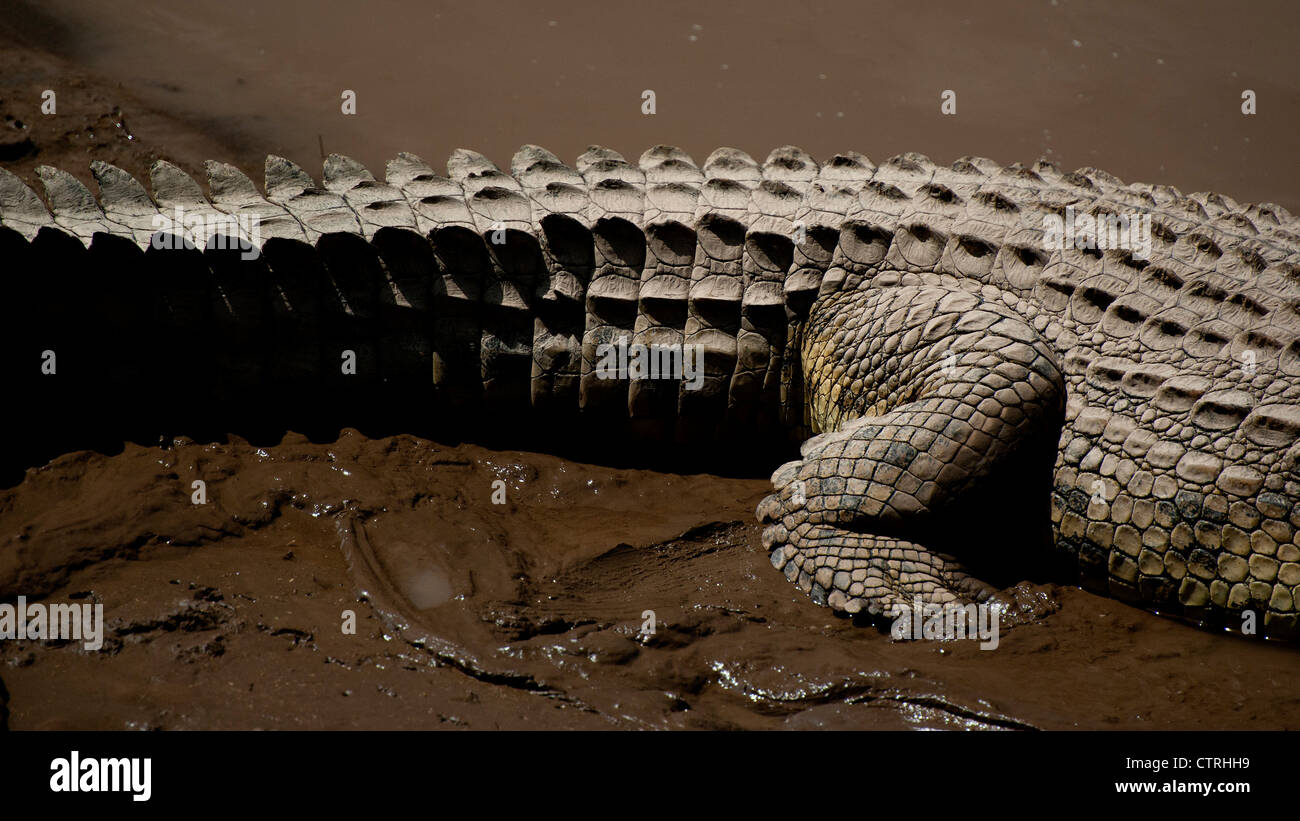 Crocodile lazing in the muddy shallows of the Talek River in the Maasai ...