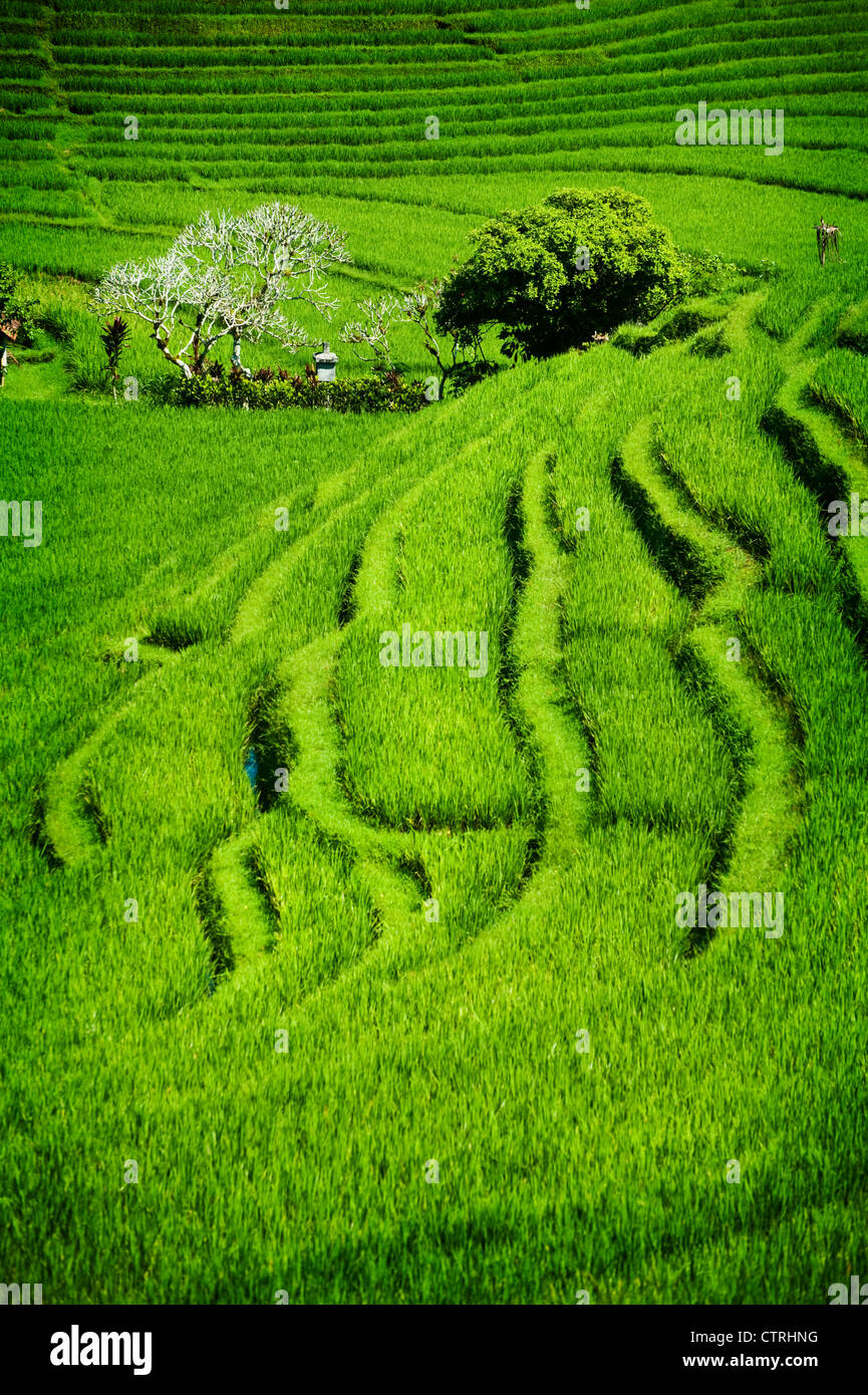 Belimbing, Bali is where you can see some of the most spectacular ...