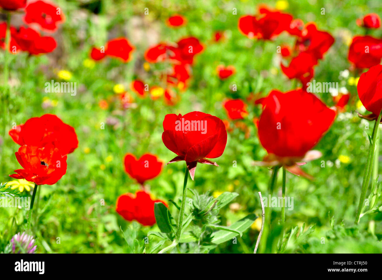 Flowers that grow in israel hi-res stock photography and images - Alamy