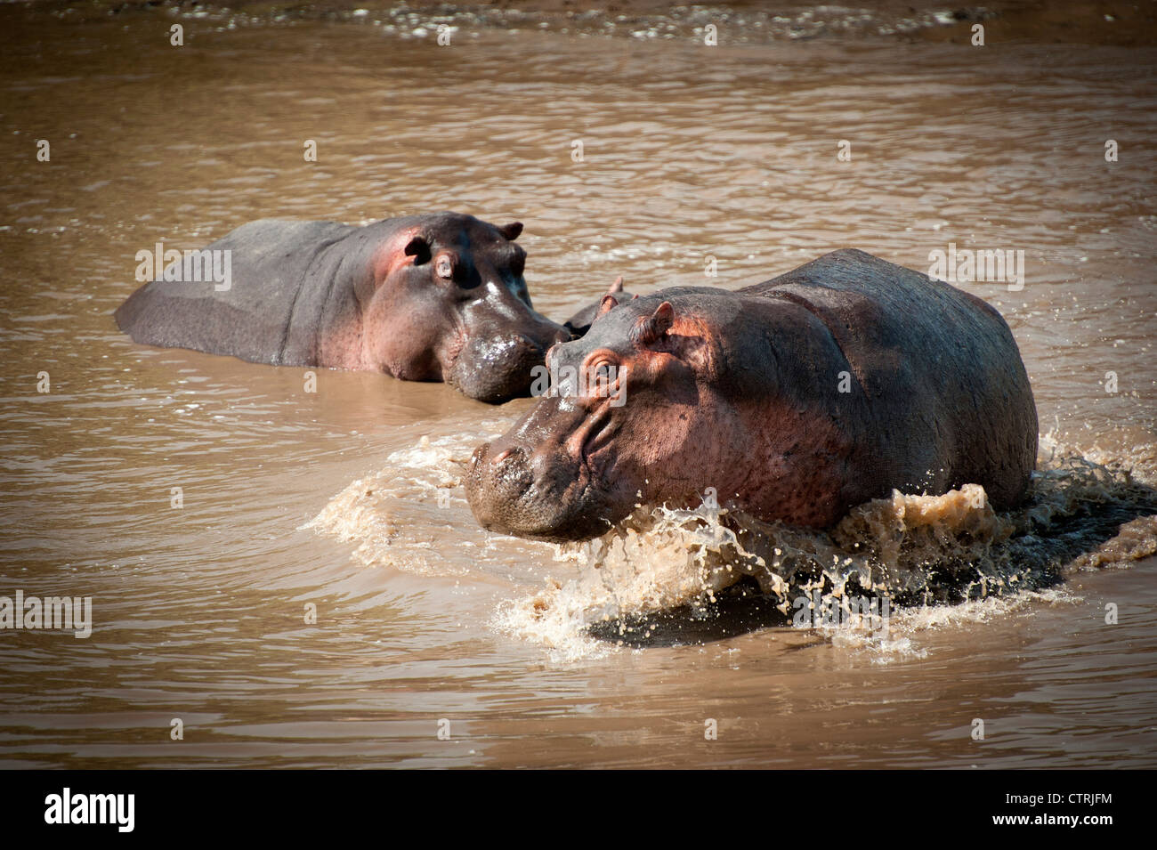 Two Hippos High Resolution Stock Photography and Images - Alamy