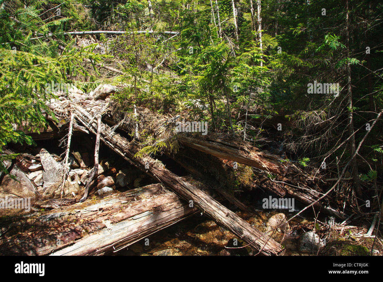 Pemigewasset Wilderness White Mountain National Forest, New Hampshire ...