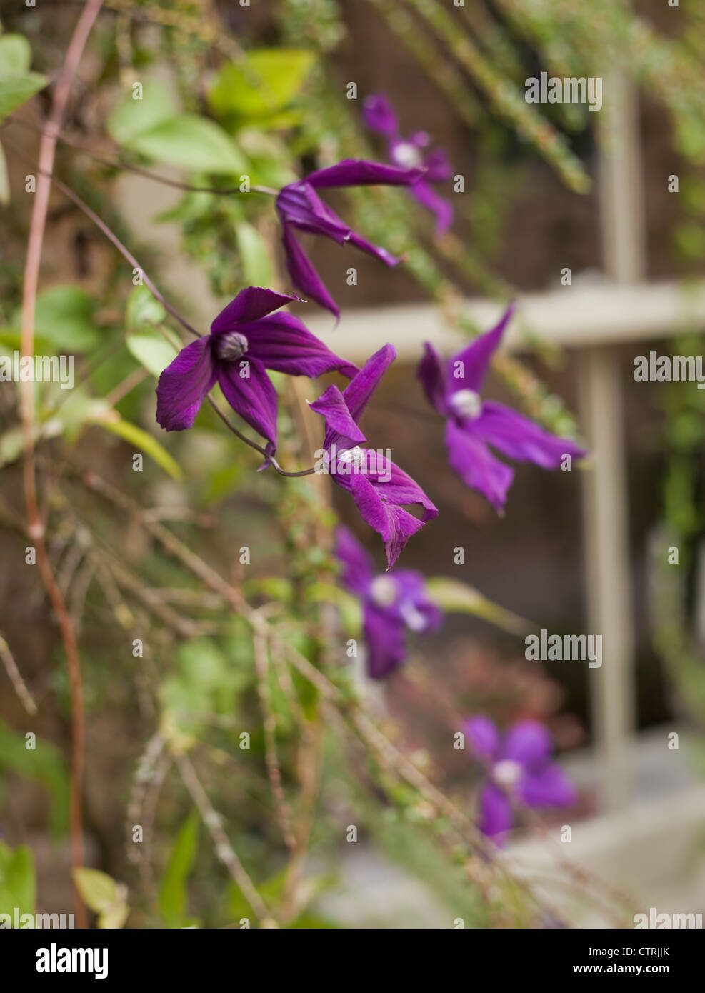 Clematis etoile violette hi-res stock photography and images - Alamy