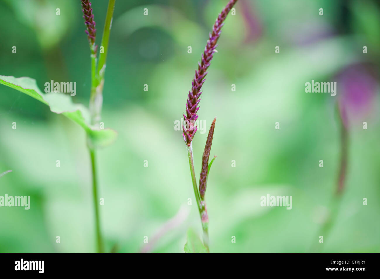 Dark red flower spires Persicaria amplexicaulis 'Taurus' (Knotweed ...