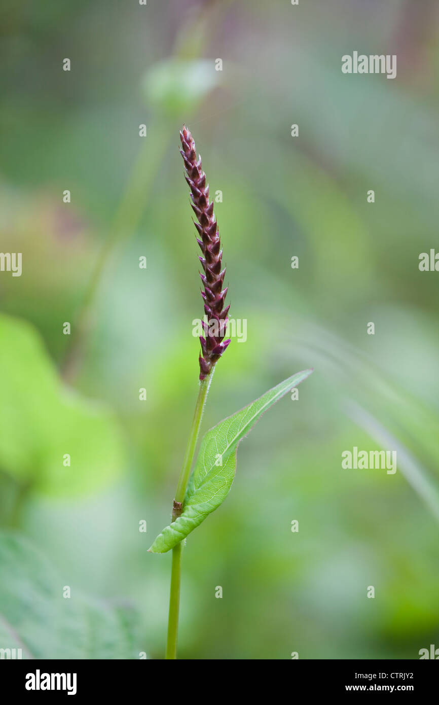 Emerging dark red flower spire Persicaria amplexicaulis 'Taurus ...