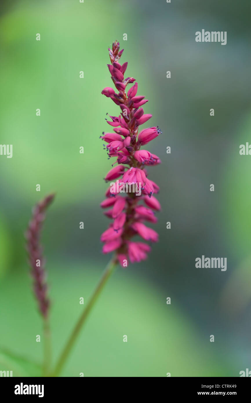 Dark red flower spire Persicaria amplexicaulis 'Taurus' (Knotweed ...