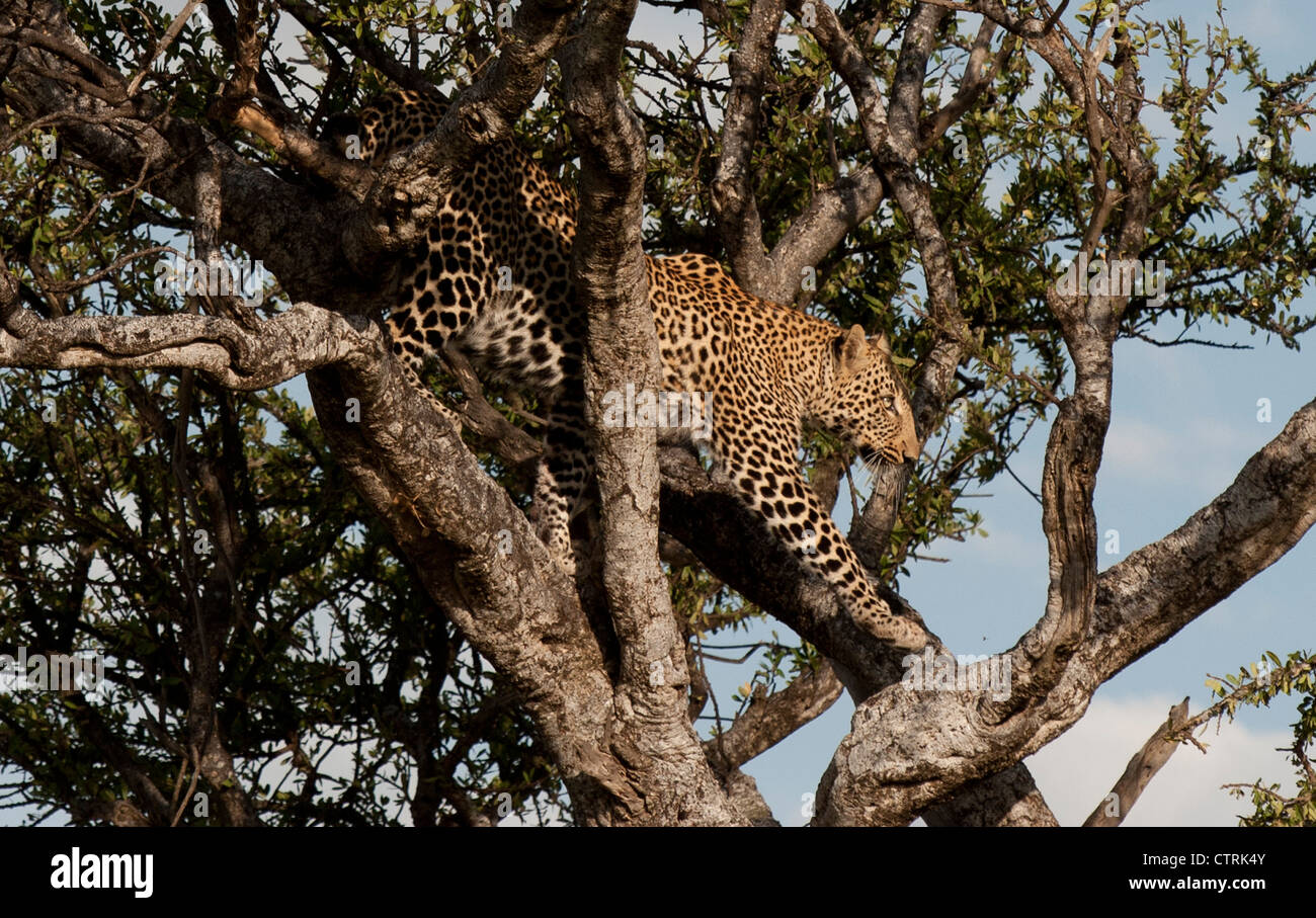 Leopard in a tree hi-res stock photography and images - Alamy
