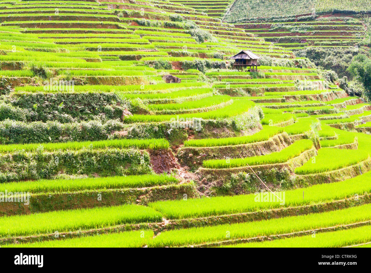 Beautiful view of a paddy rice fields Stock Photo - Alamy