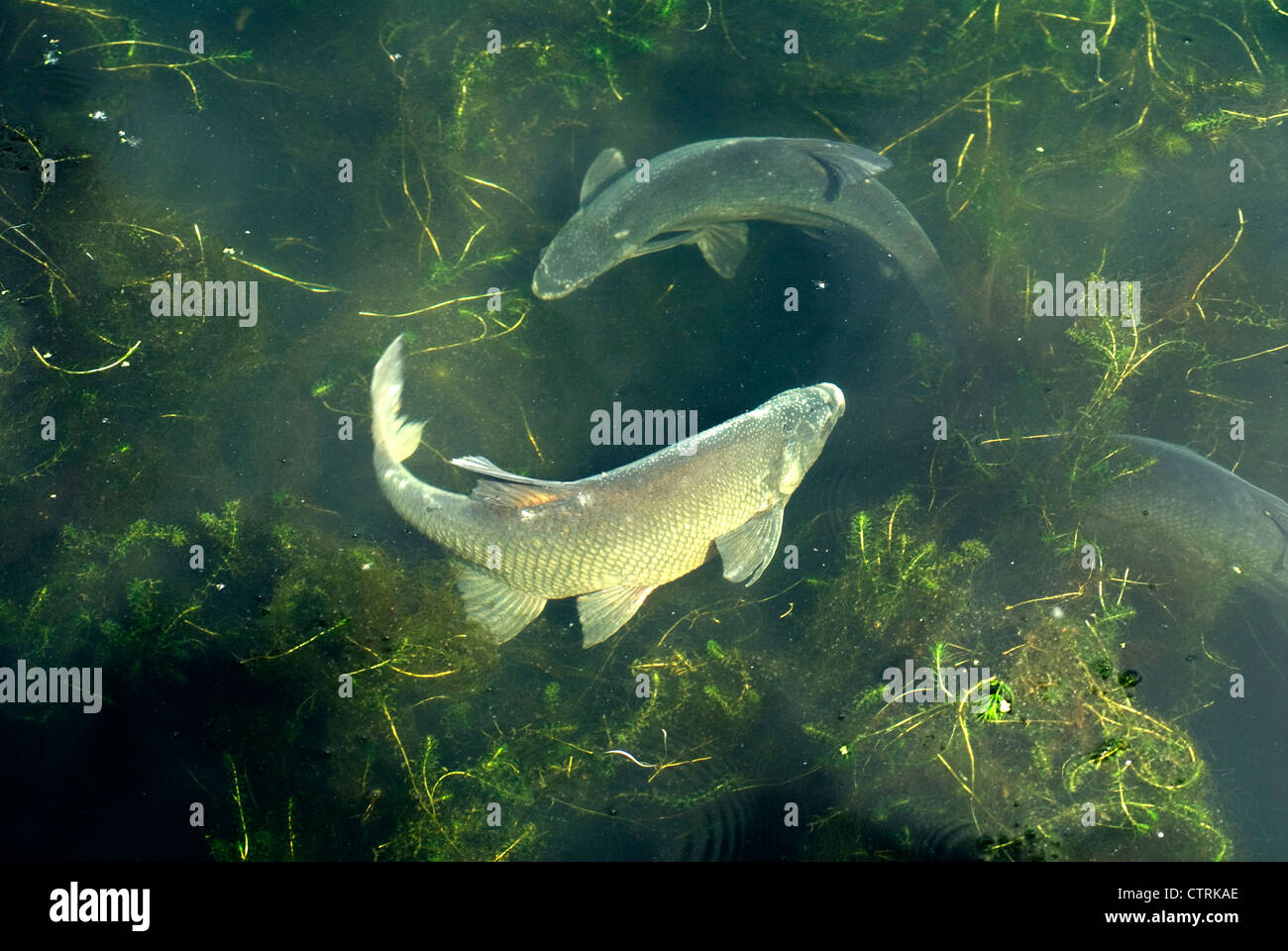 Fish in the Old River Lea. Undisturbed nature before development of the ...