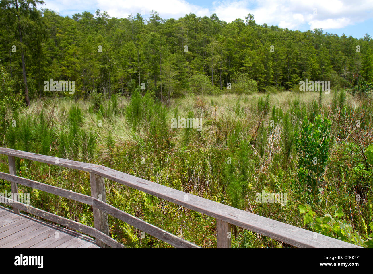 Everglades watershed hi-res stock photography and images - Alamy