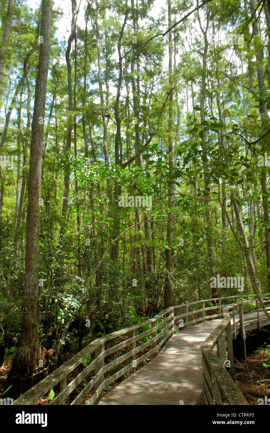 Naples Florida,Everglades,Corkscrew Swamp Sanctuary & Blair Audubon ...