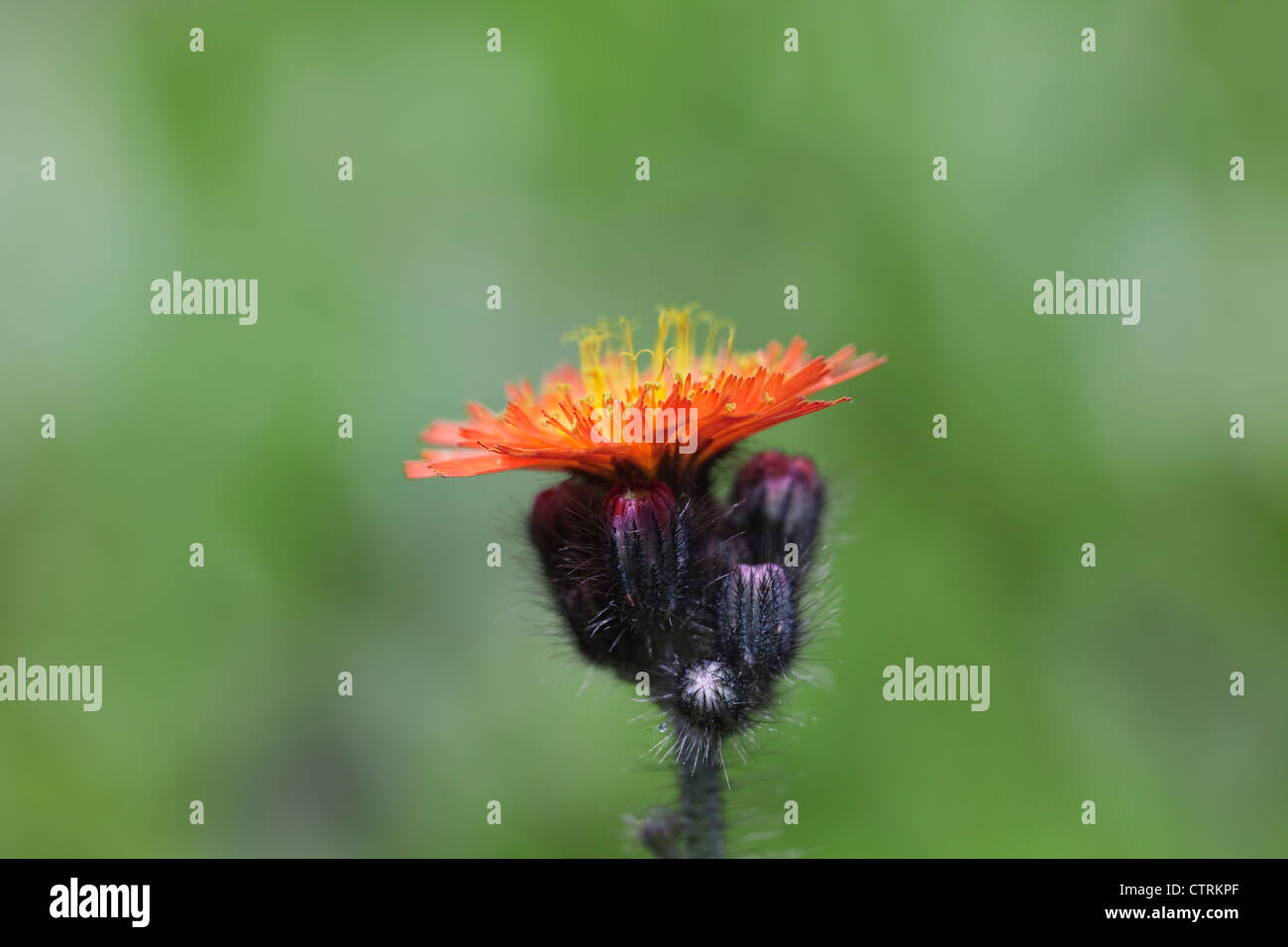 Hawkweed seeds hi-res stock photography and images - Alamy