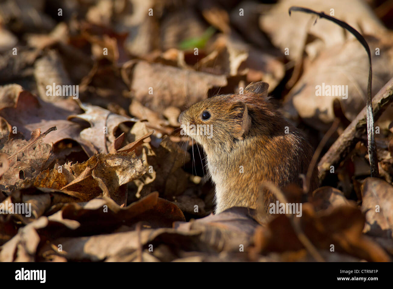 Dead vole hi-res stock photography and images - Alamy