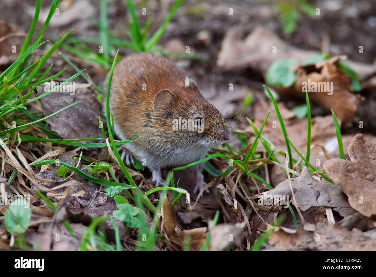 Bank vole (Myodes glareolus / Clethrionomys glareolus) foraging among ...