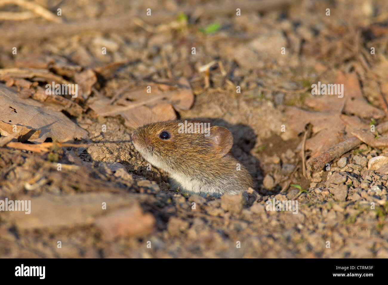 Bank vole (Myodes glareolus / Clethrionomys glareolus) leaving burrow ...