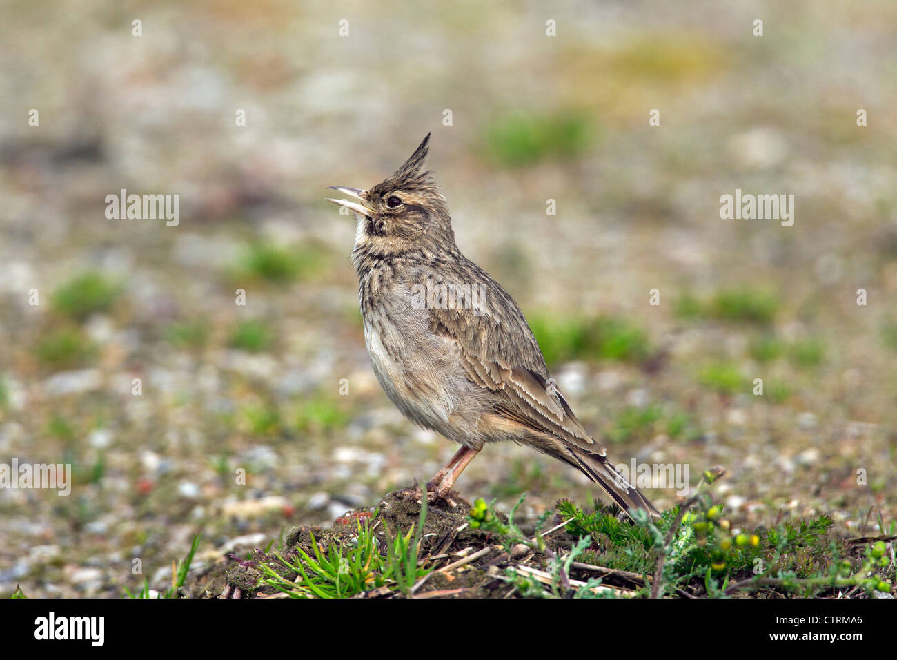 Crested lark (Galerida cristata) male sitting on the ground and calling ...
