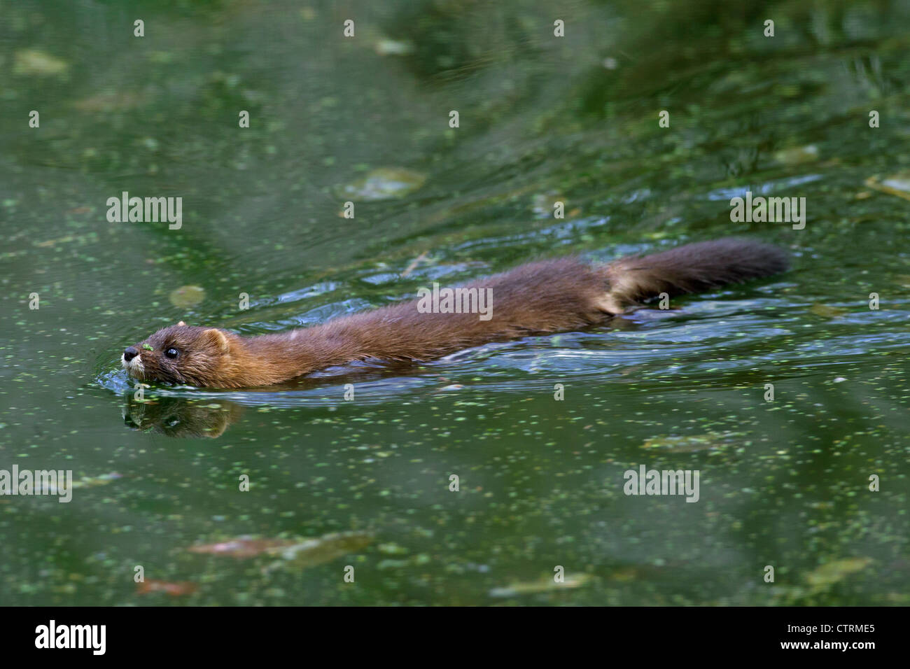 European mink (Mustela lutreola) swimming in lake, Germany Stock Photo ...