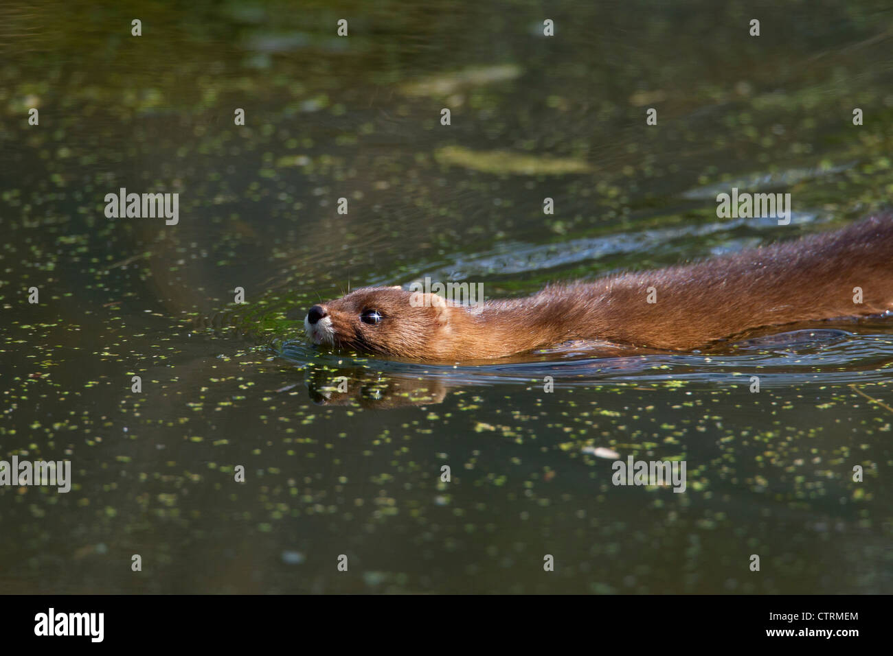 European mink (Mustela lutreola) swimming in lake, Germany Stock Photo ...
