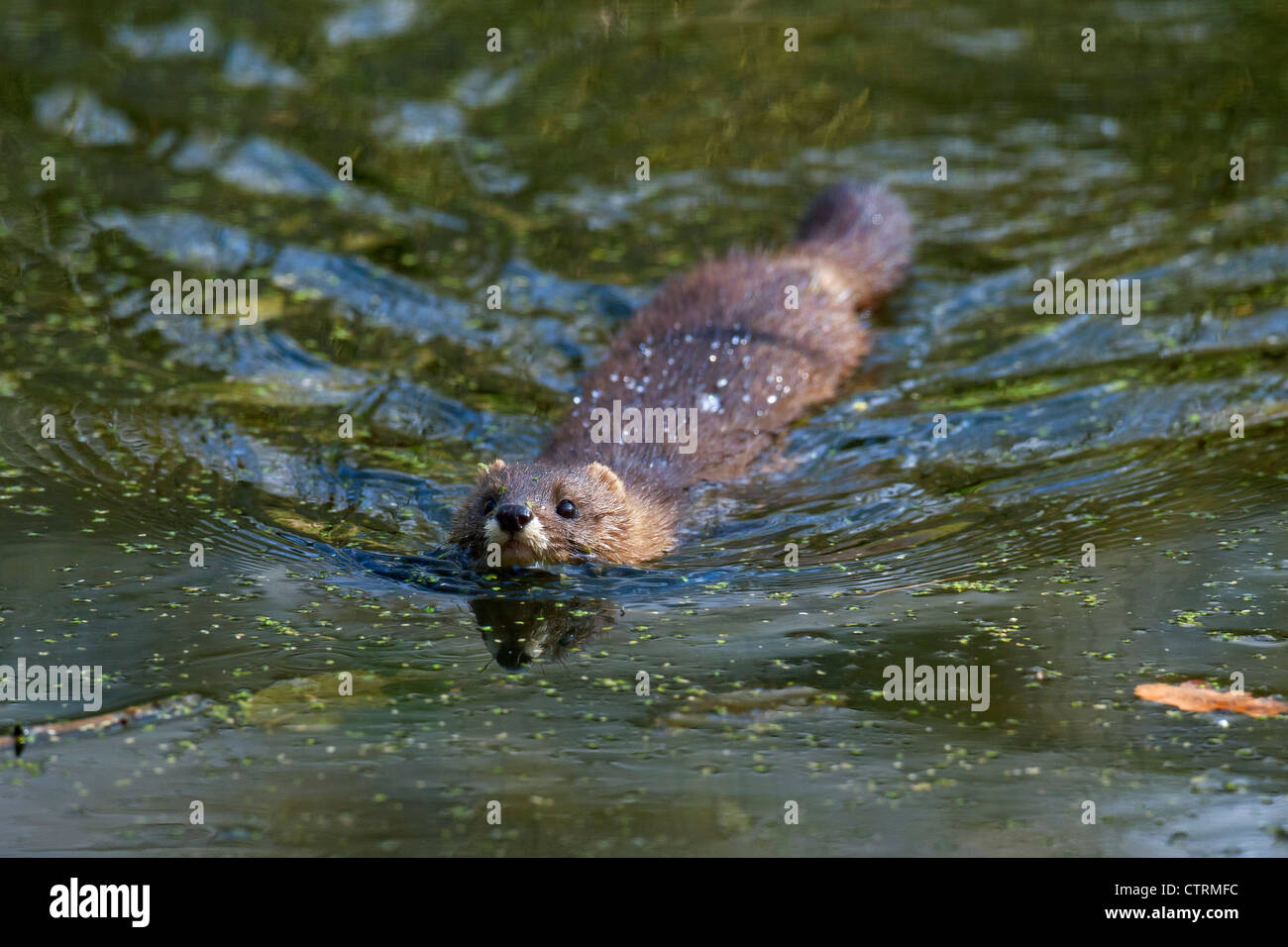European mink (Mustela lutreola) swimming in lake, Germany Stock Photo ...