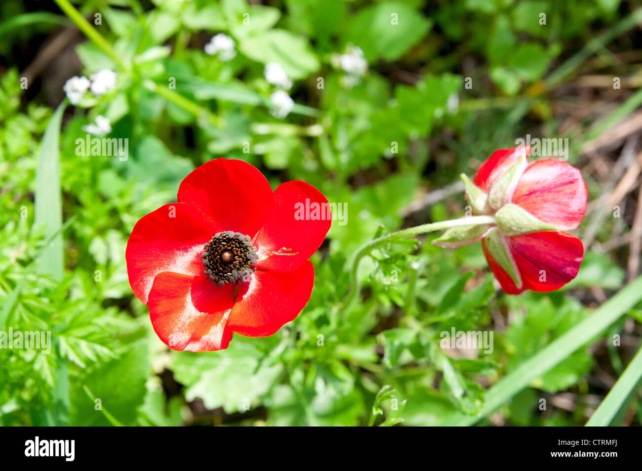 bloom of red natural flowers in Galilee, north Israel Stock Photo - Alamy
