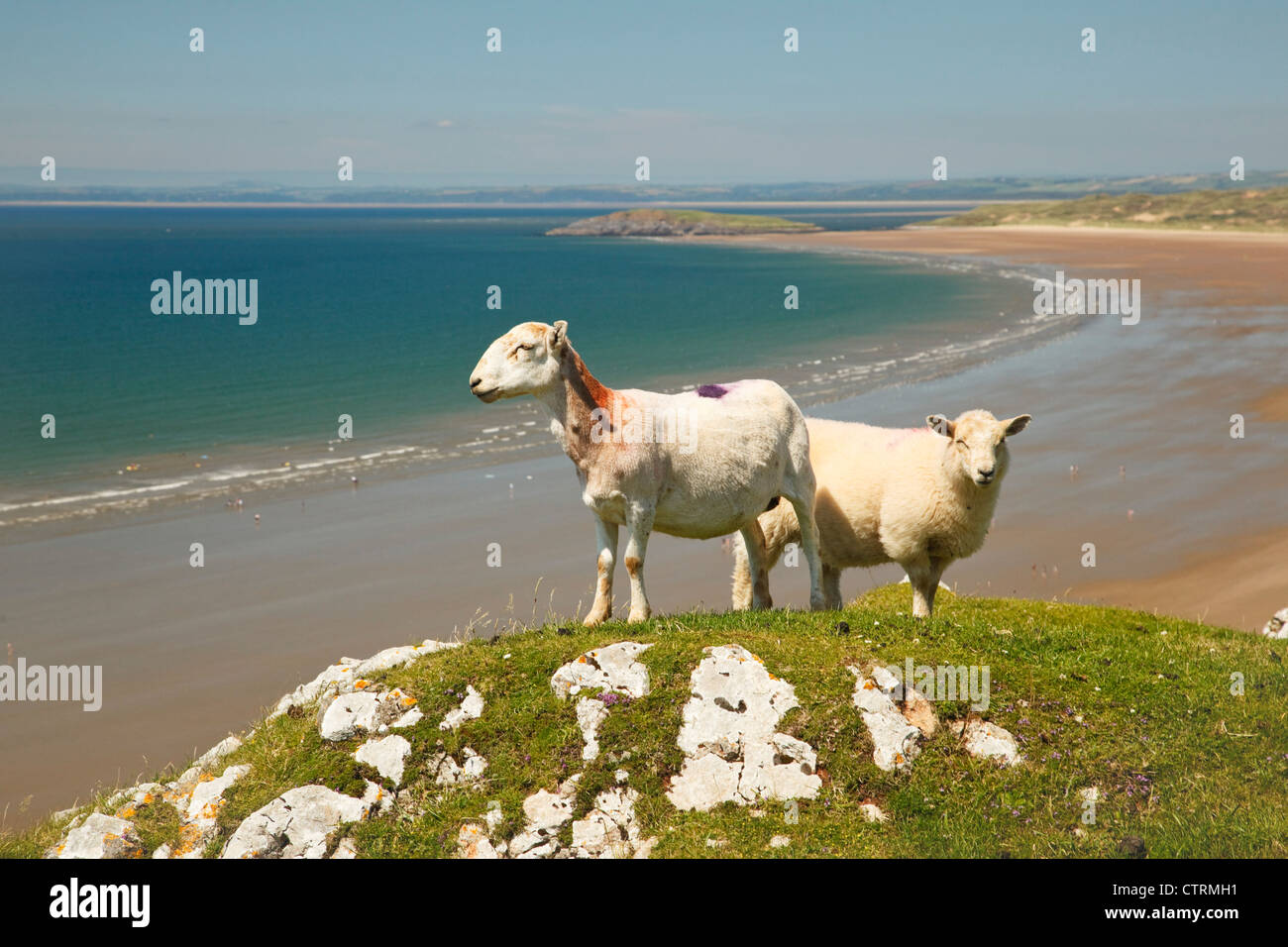 Sheep on the Worms Head peninsula, with Rhossili beach in the ...