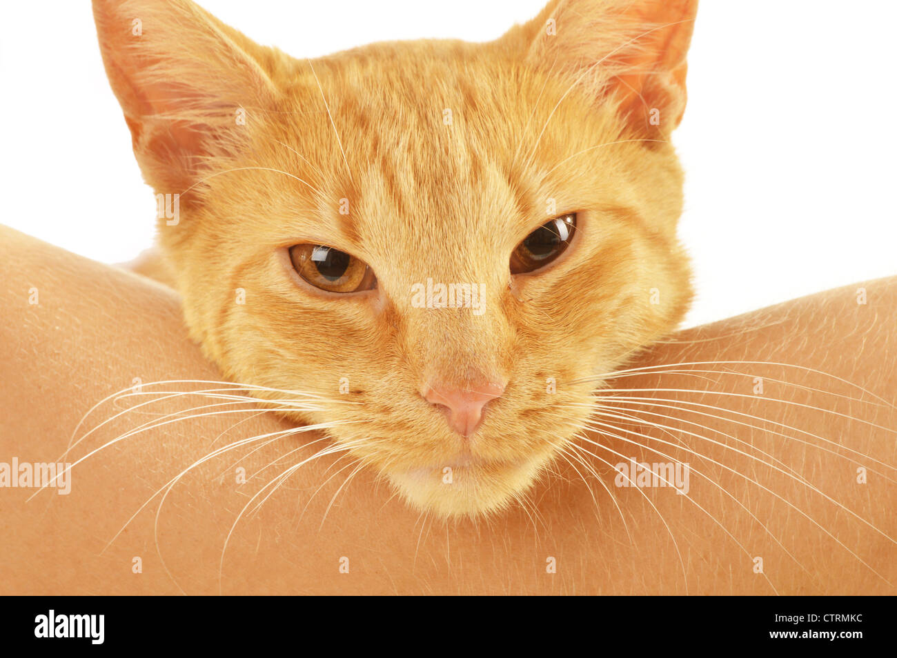 Cat isolated on white Stock Photo - Alamy