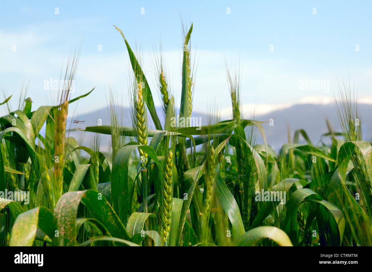 close up of the ears of wheat on Israeli field Stock Photo - Alamy