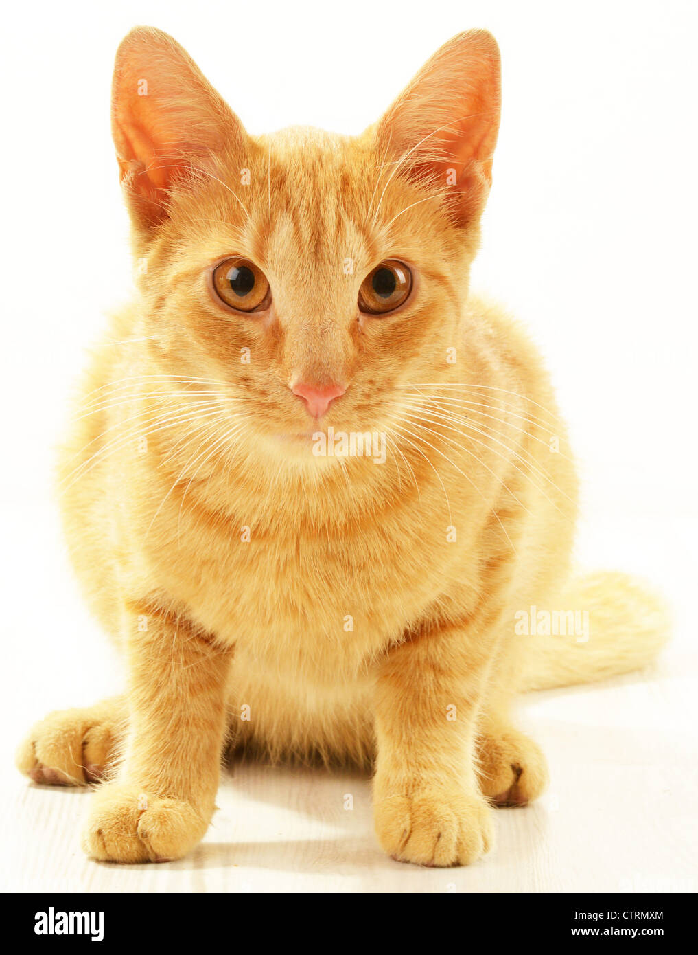 Cat isolated on white Stock Photo - Alamy