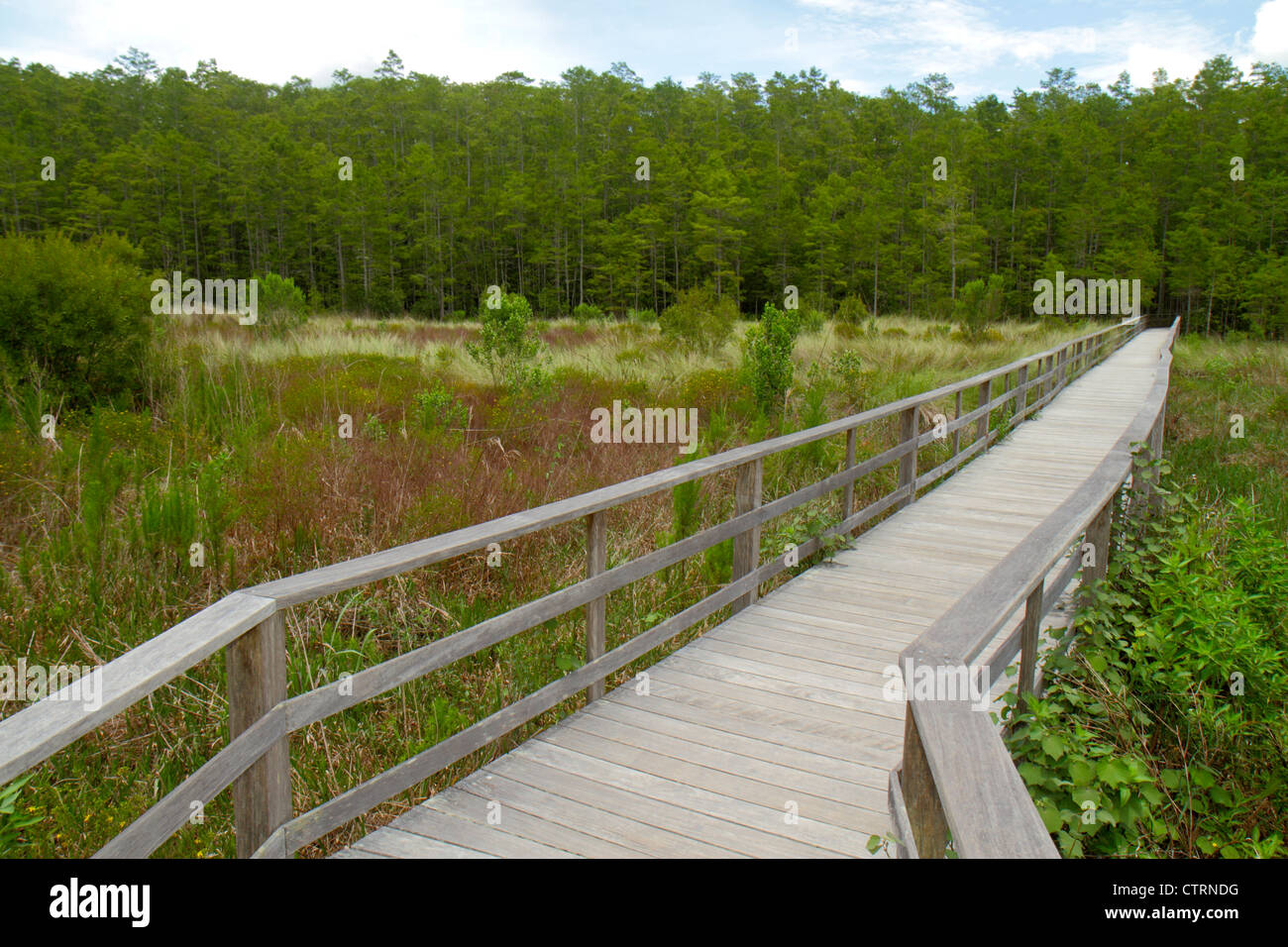 Naples Florida,Everglades,Corkscrew Swamp Sanctuary & Blair Audubon ...