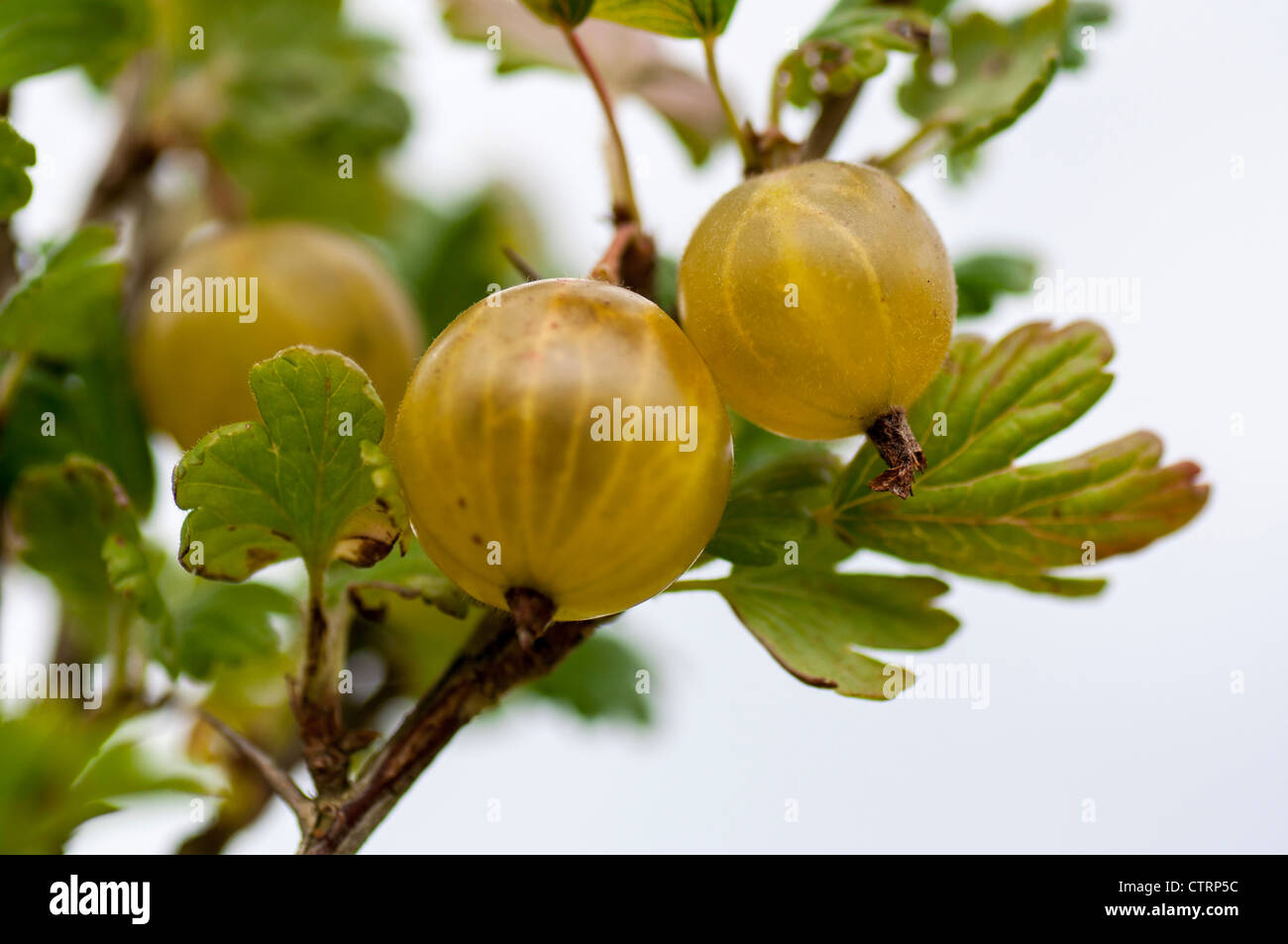 Berry gooseberry hi-res stock photography and images - Alamy